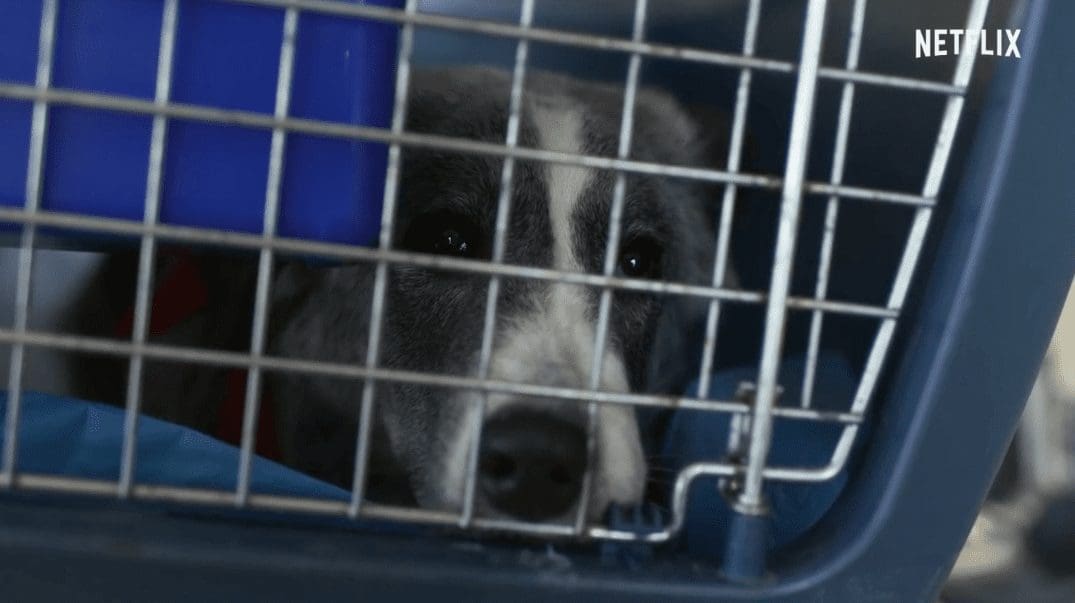 Netflix's Dogs Season 2 Review: Poignant Docuseries on Dogs | Leisurebyte