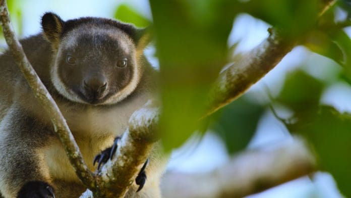 Netflix's Animal (2021) Review: Captivating and Factual | Leisurebyte