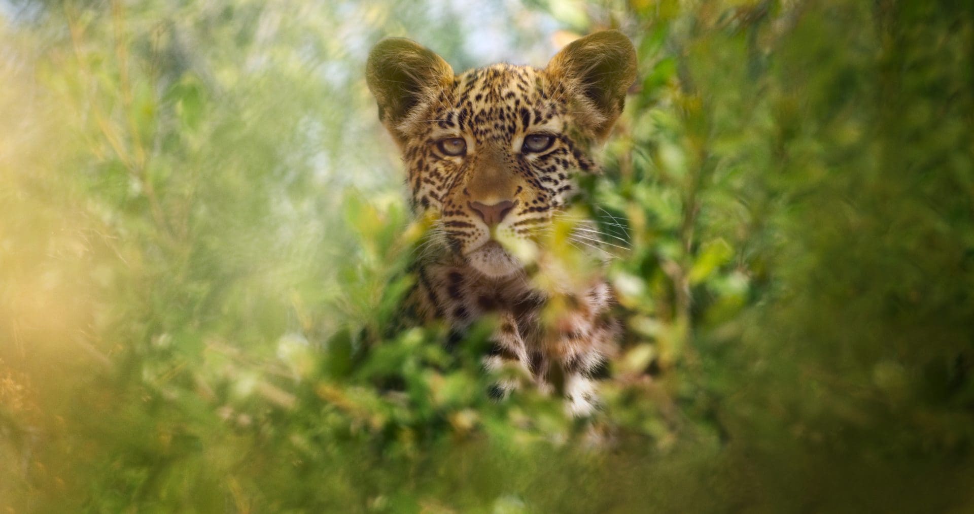Netflix's Animal (2021) Review: Captivating and Factual | Leisurebyte