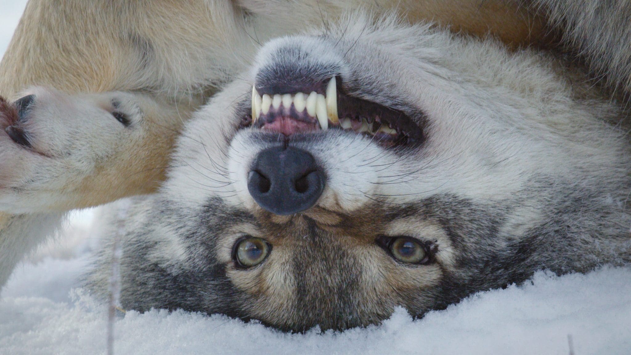 Netflix's Animal (2021) Review: Captivating and Factual | Leisurebyte