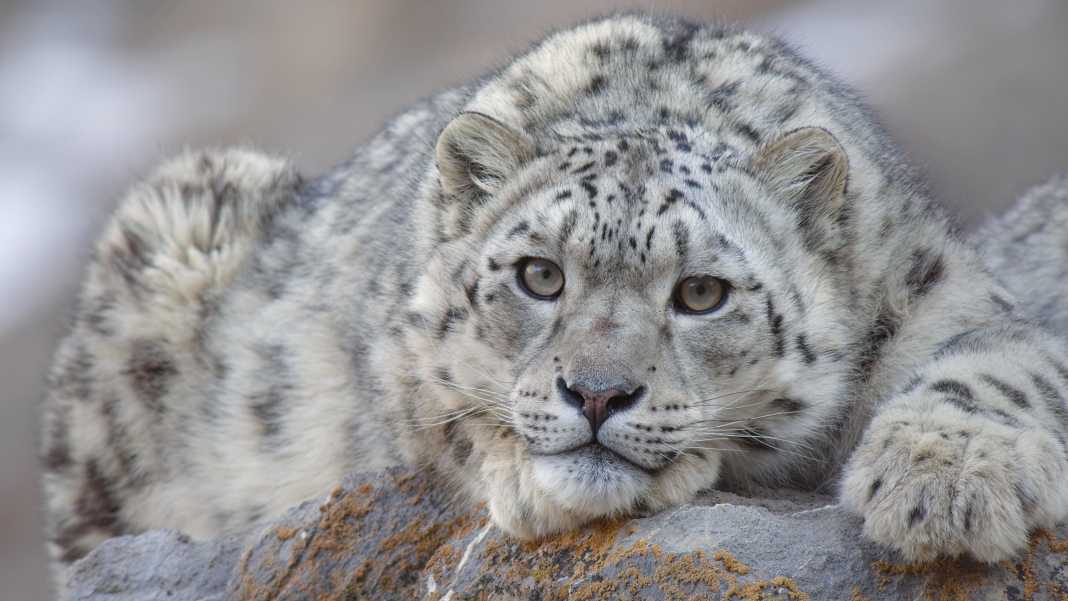 Netflix's Animal (2021) Review: Captivating and Factual | Leisurebyte