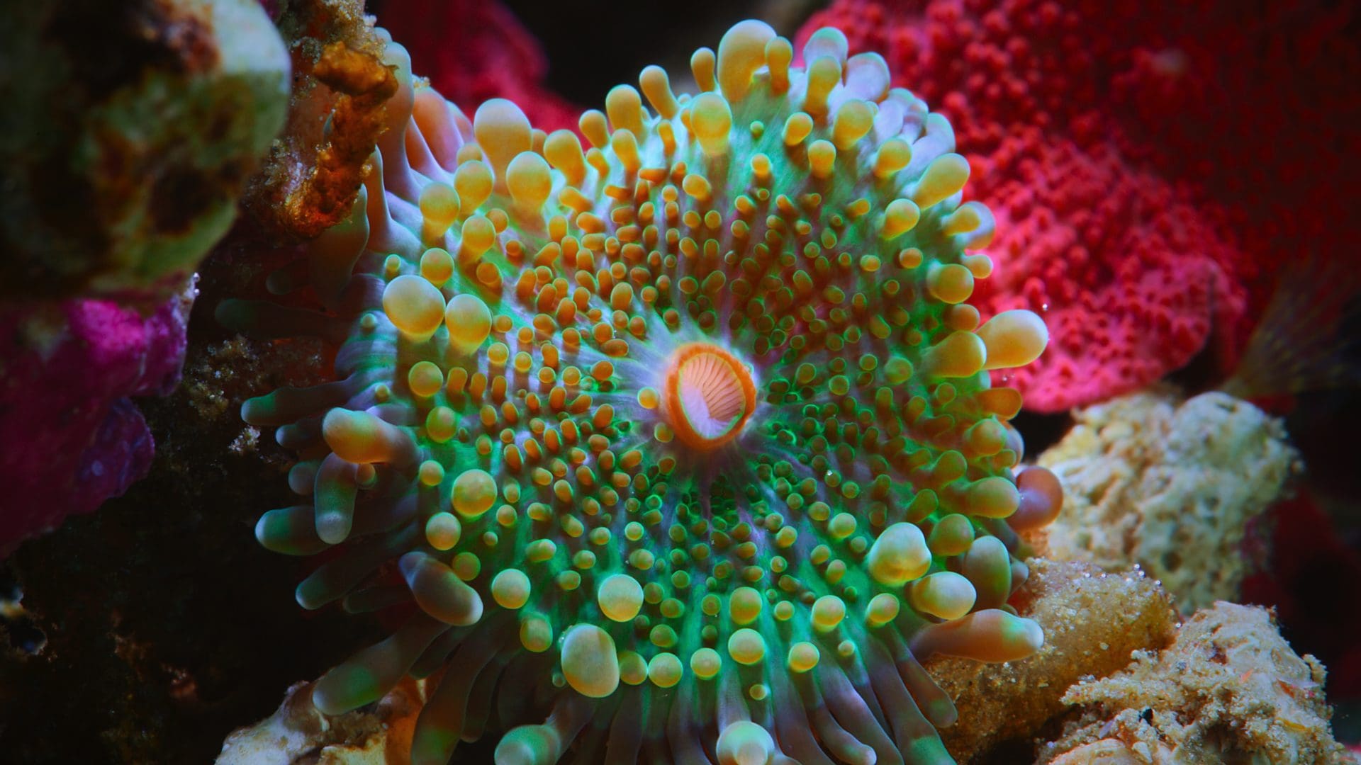Puff Wonders of the Reef (2021) Review: Nick Robinson's Doc is ...