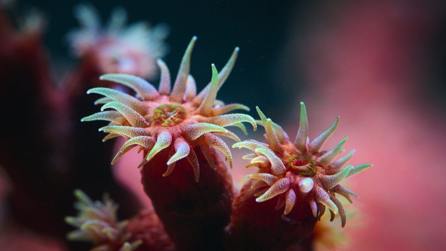 Puff Wonders of the Reef (2021) Review: Nick Robinson's Doc is ...