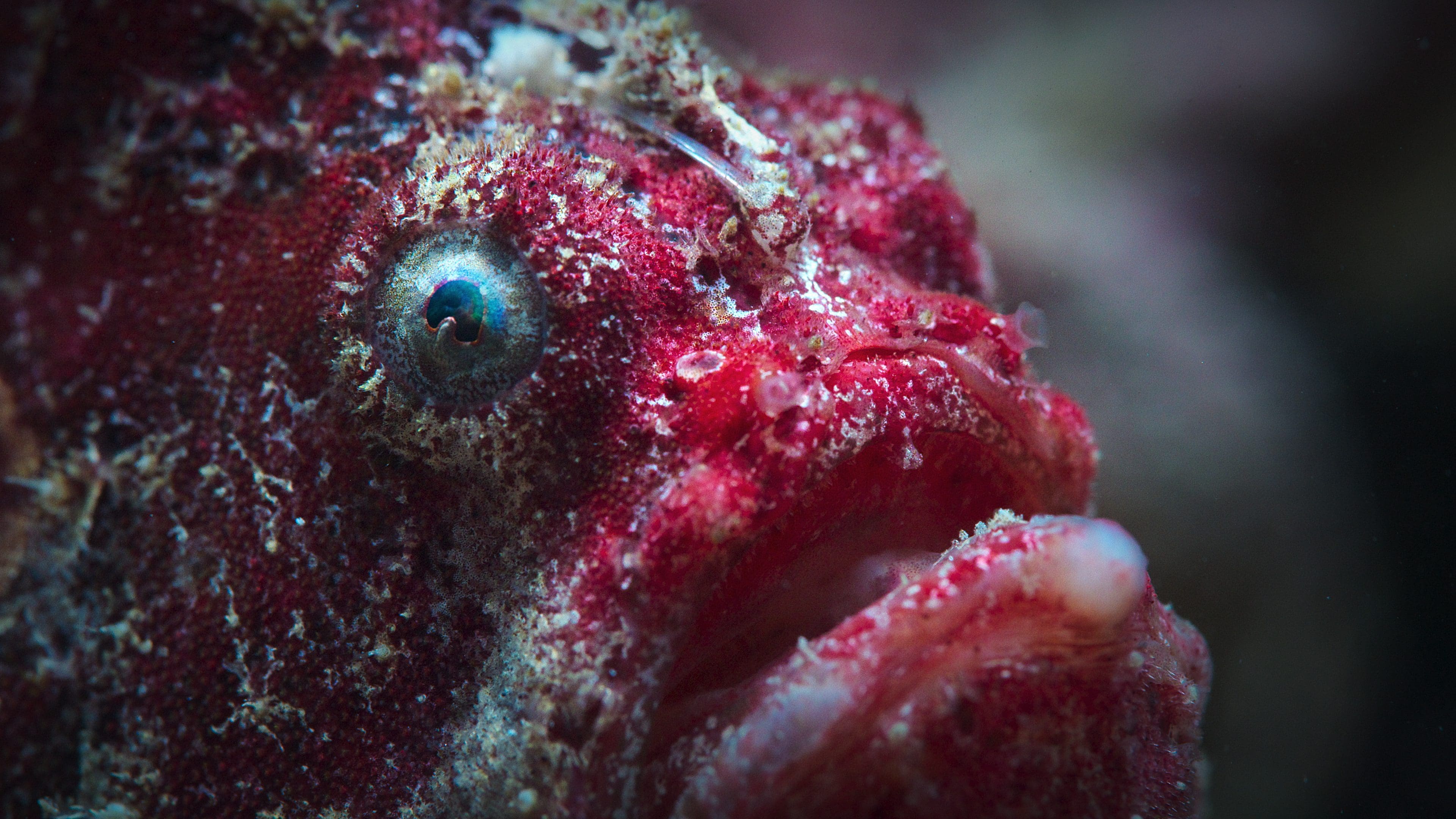 Puff Wonders of the Reef (2021) Review: Nick Robinson's Doc is ...
