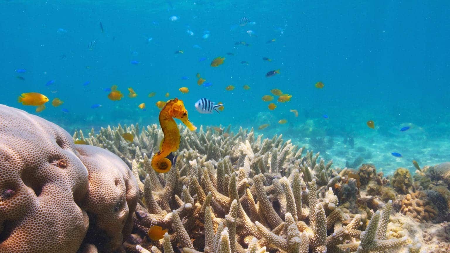 Puff Wonders of the Reef (2021) Review: Nick Robinson's Doc is ...