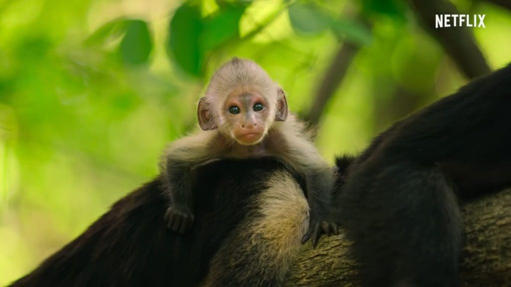 Wild Babies Review: The Survival of the Cutest ft. Helena Bonham Carter ...