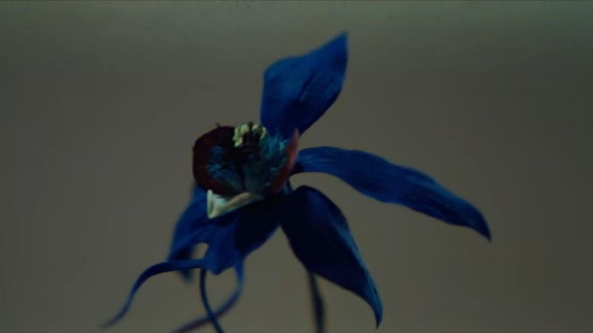Little Women: What Is the Meaning Behind the Deadly Blue Orchid? Let’s ...