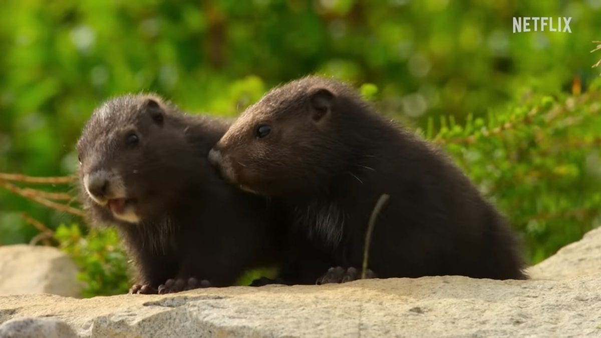 Island of Sea Wolves Trailer: Glimpse of Wilderness in Canada | Leisurebyte