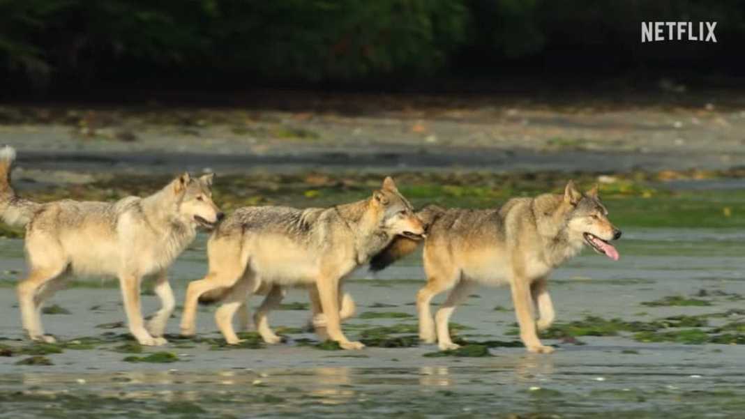 Island of the Sea Wolves: Everything To Know About Upcoming Nature ...