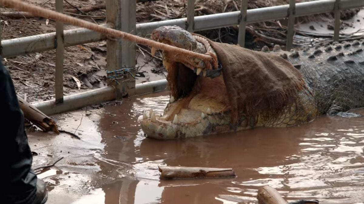 Wild Croc Territory Review: Rescuing the Deadly Predators of Animals ...