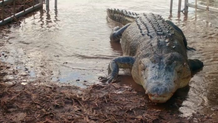 Wild Croc Territory Review: Rescuing the Deadly Predators of Animals ...