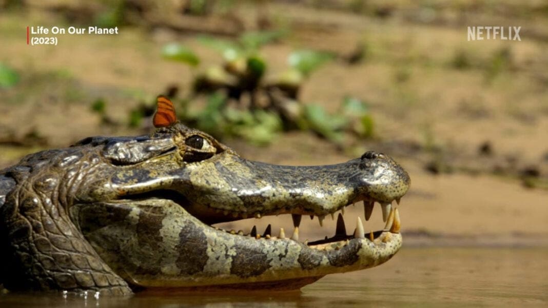 Upcoming Netflix Nature Documentaries to Look Forward to | Leisurebyte