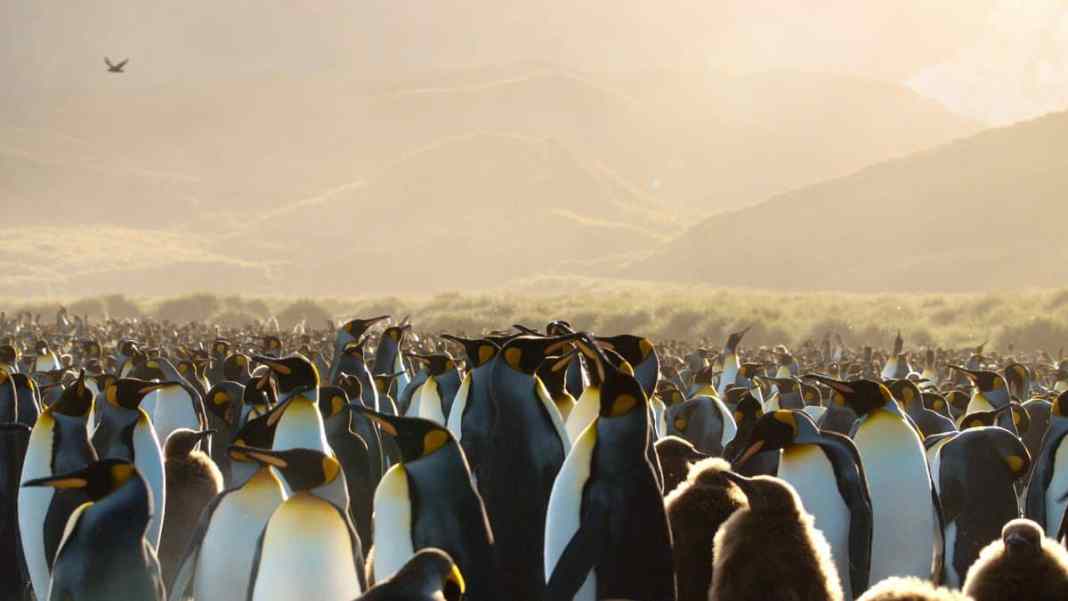 Our Universe Review: Enthralling Docu-Series That Connects Nature With ...