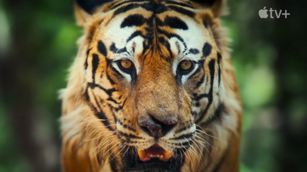 Big Beasts Narrator, Release Date, Trailer and More