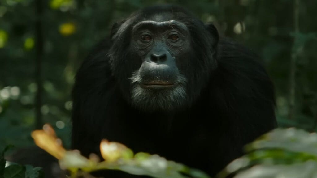 All About Chimp Empire Narrator, Abrams-Jackson's Alpha Male Trajectory ...