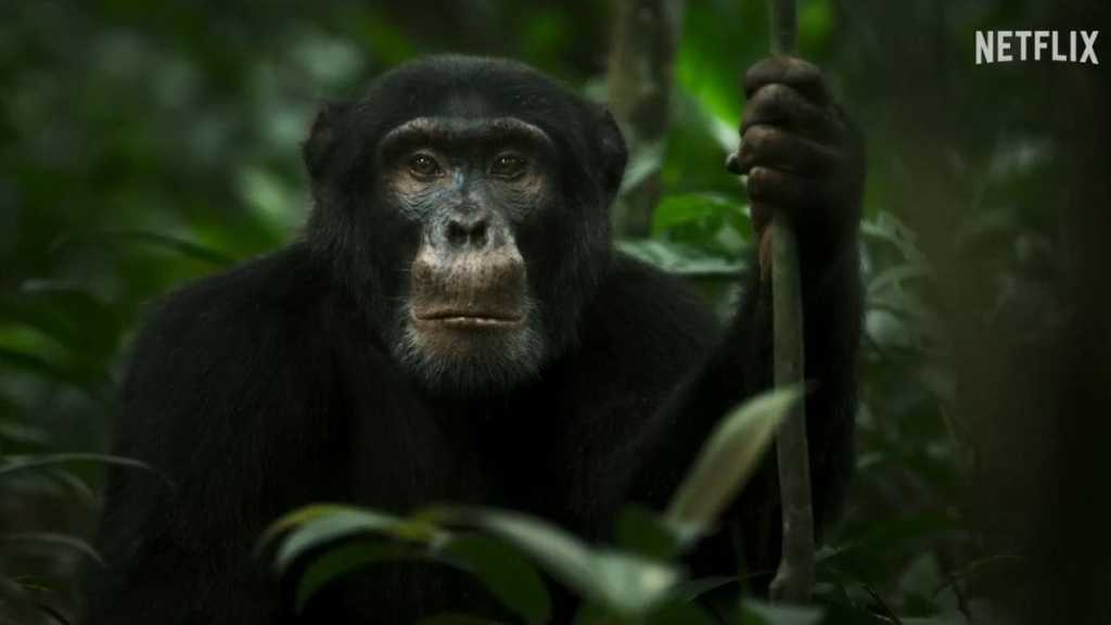 Chimp Empire: Everything We Know About the Mahershala Ali Narrated ...