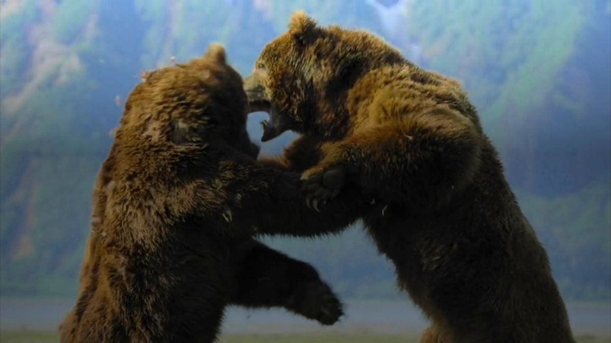 Big Beasts Episode 5 to 6 Review: Majestic Wildlife Series Plays It Safe With Generalised ...