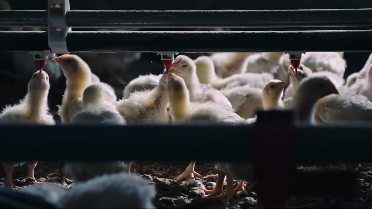 Poisoned The Dirty Truth About Your Food: All About Netflix's Upcoming ...