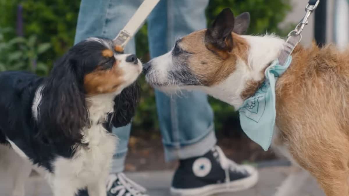 Puppy Love Review: Dogs Become Matchmakers for 2 Odd Individuals ...