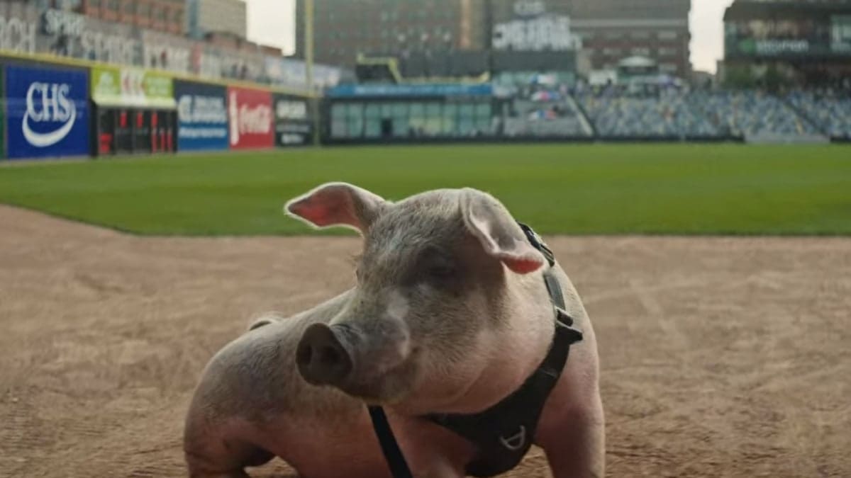 5 Instances From The Saint of Second Chances That Prove Mike Veeck's ...