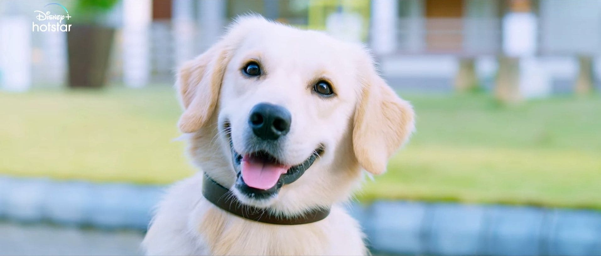 Valatty Review: Human Treatment of Cute Canines Feels Weird and ...
