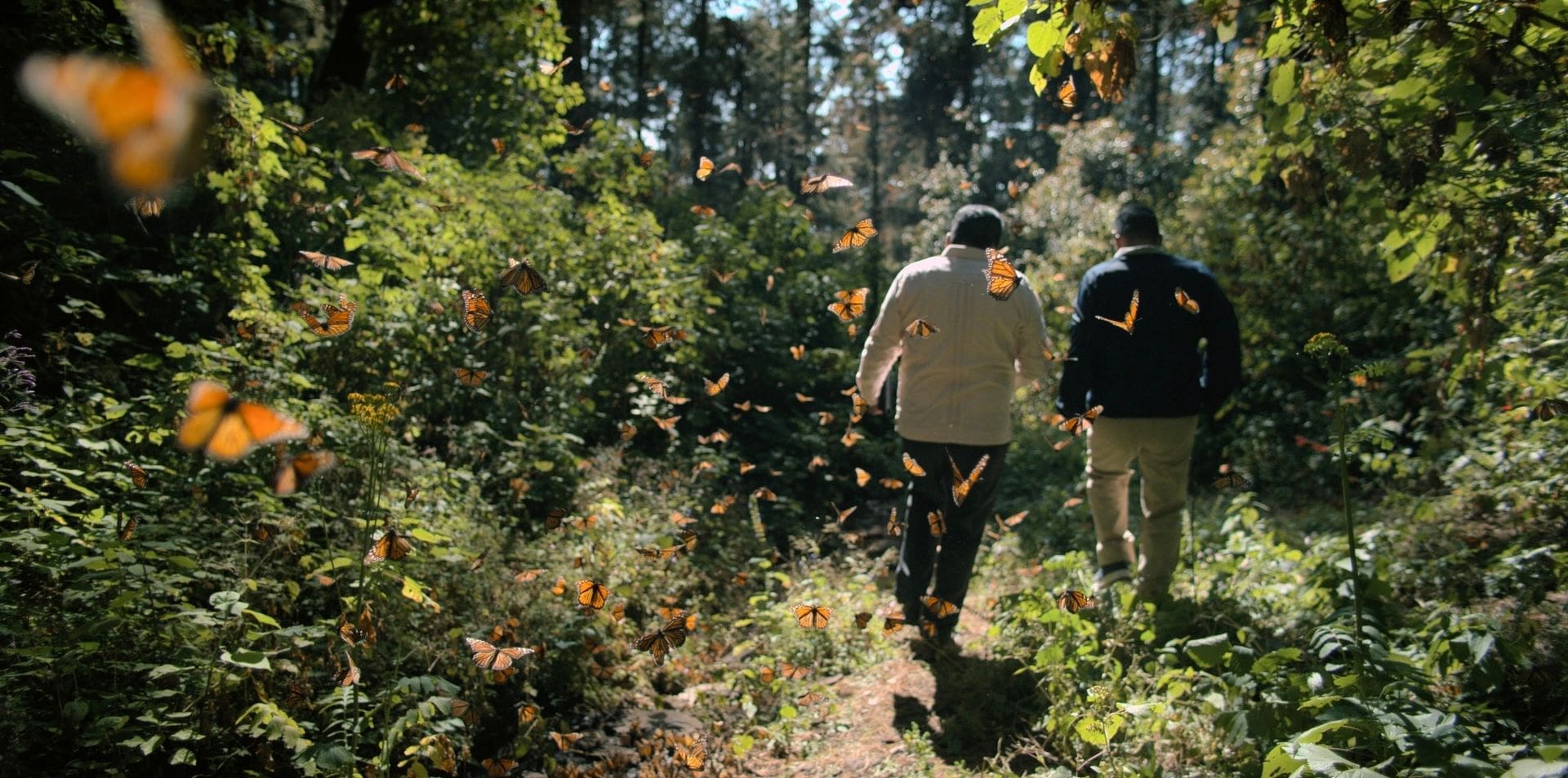 The Guardian Of The Monarchs Review: Stirring Journey of Homero Gómez ...